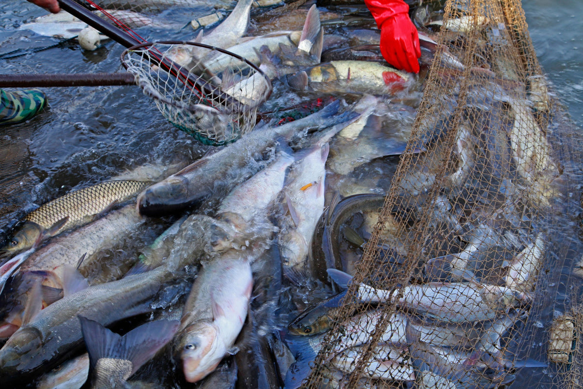 The Economic Impact of Microplastics on Coastal Communities