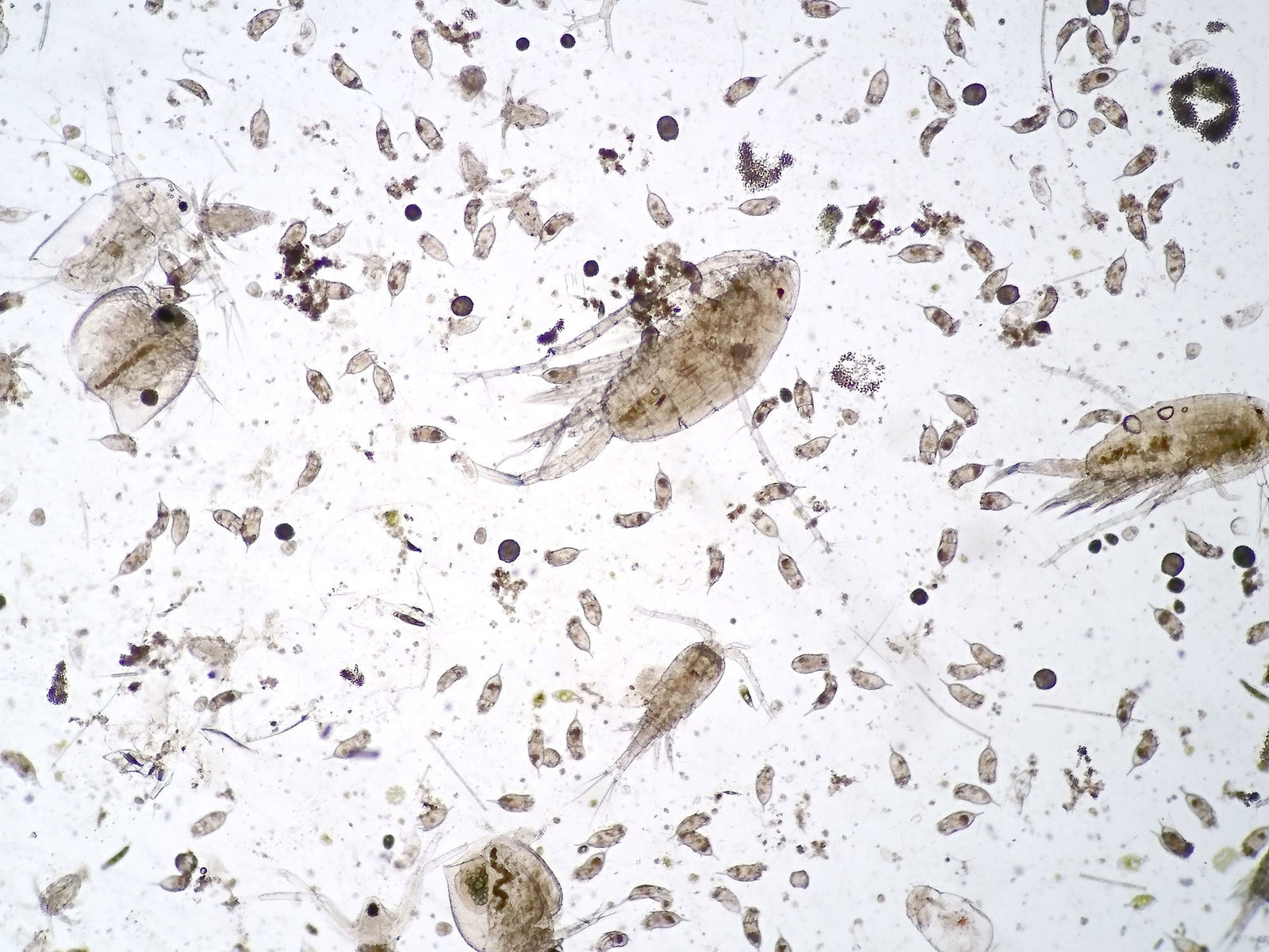 The Role of Microplastics in the Global Carbon Cycle
