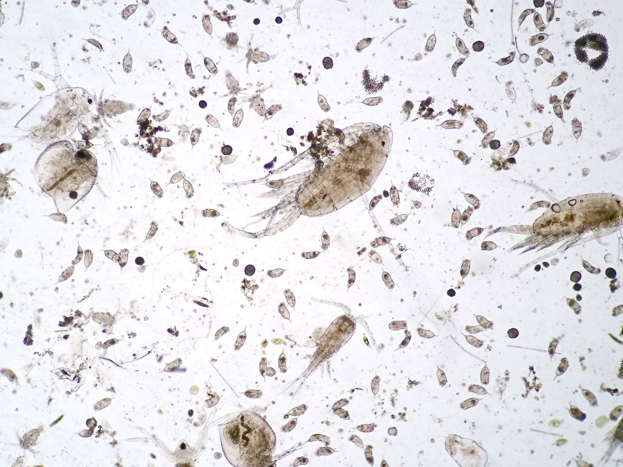 Microplastics in the Food Chain: From Plankton to Plate