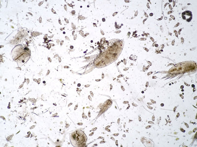 Microplastics in the Food Chain: From Plankton to Plate