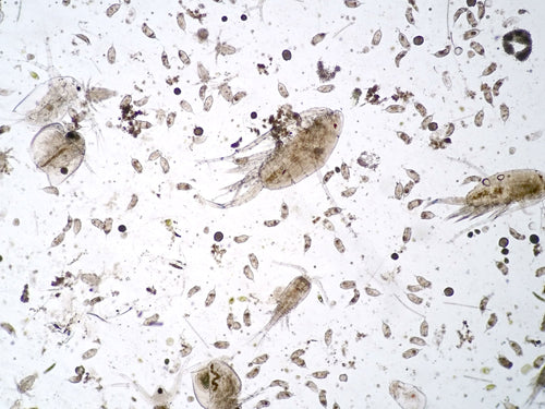 Microplastics in the Food Chain: From Plankton to Plate
